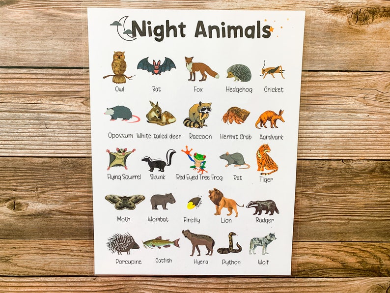 Nocturnal Animal Poster, Night Animals, Science, Homeschool Printable ...