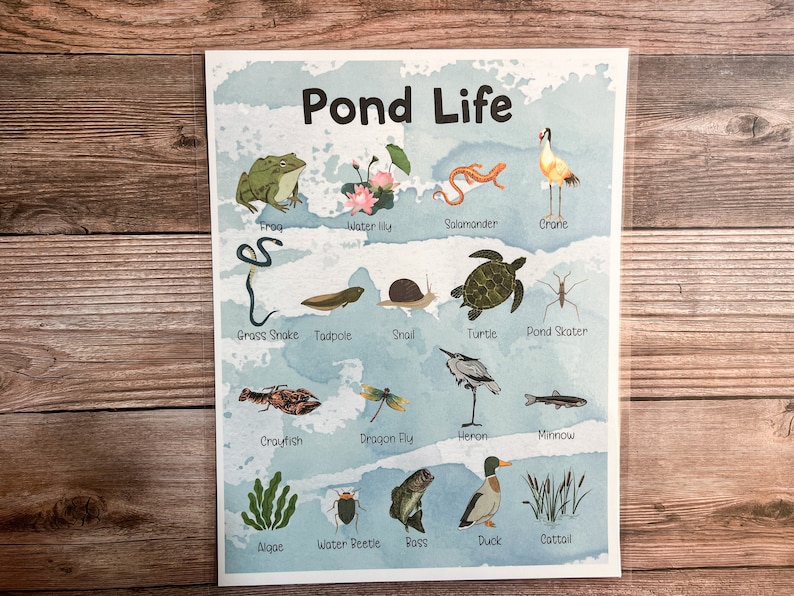 Pond Life Poster, Pond Creatures, Classroom Decor, Pond Animals, Plants ...