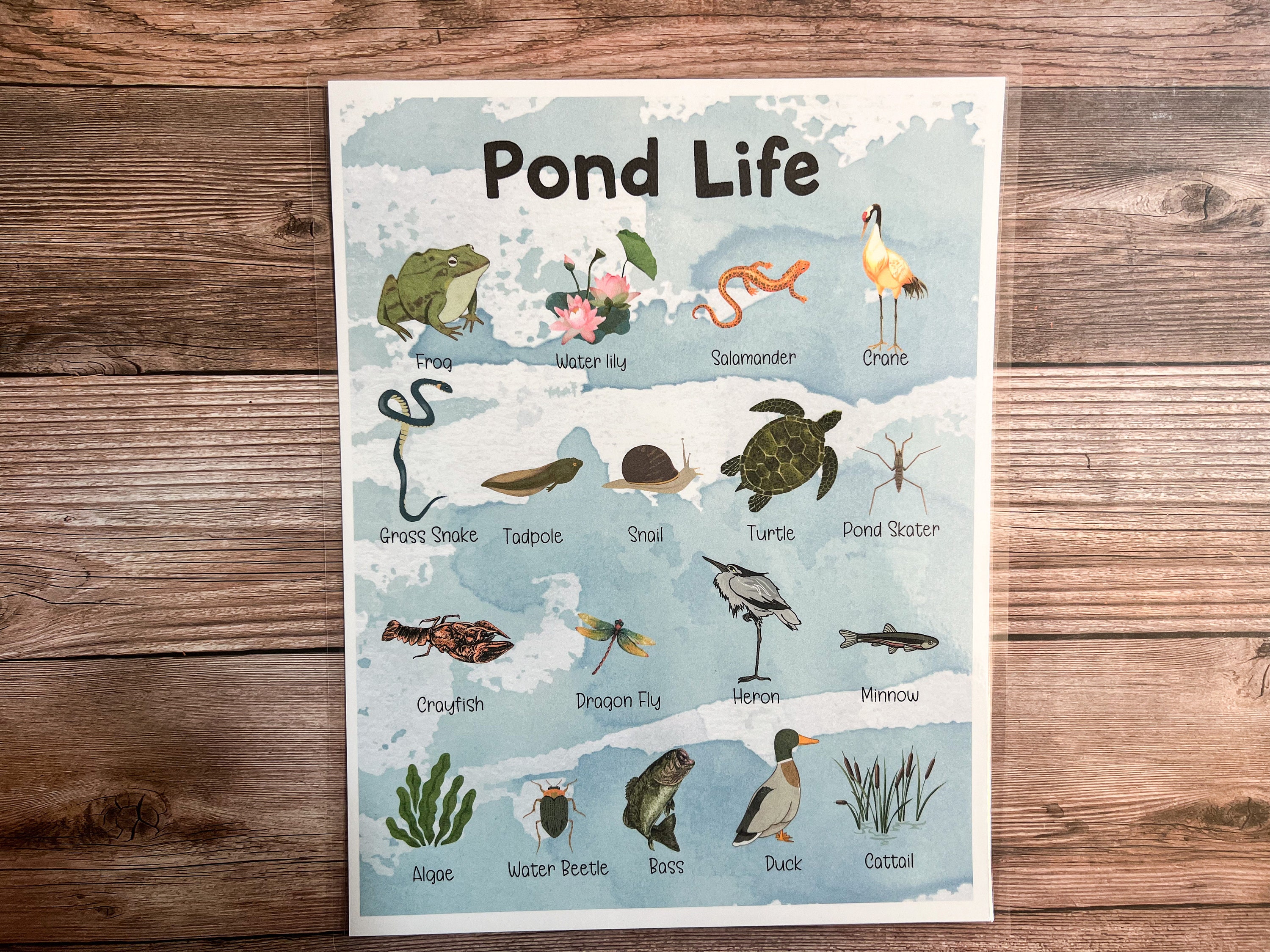 Pond Life Poster, Pond Creatures, Classroom Decor, Pond Animals, Plants ...