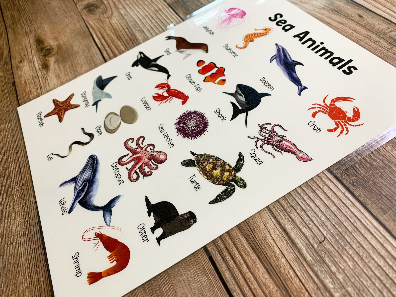 Sea Animals, Classroom Decor, Science, Homeschool Printable, Montessori ...