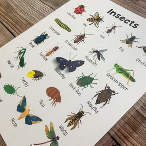 Insects, Homeschool Printable, Bugs Poster, Preschool, Classroom Decor ...