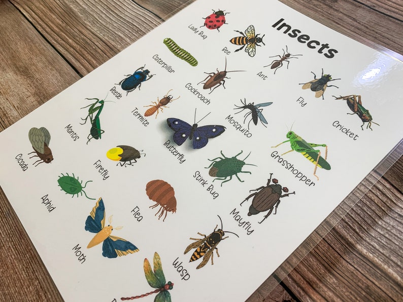 Insectos, Educación en casa imprimible, Cartel de insectos, Preescolar ...