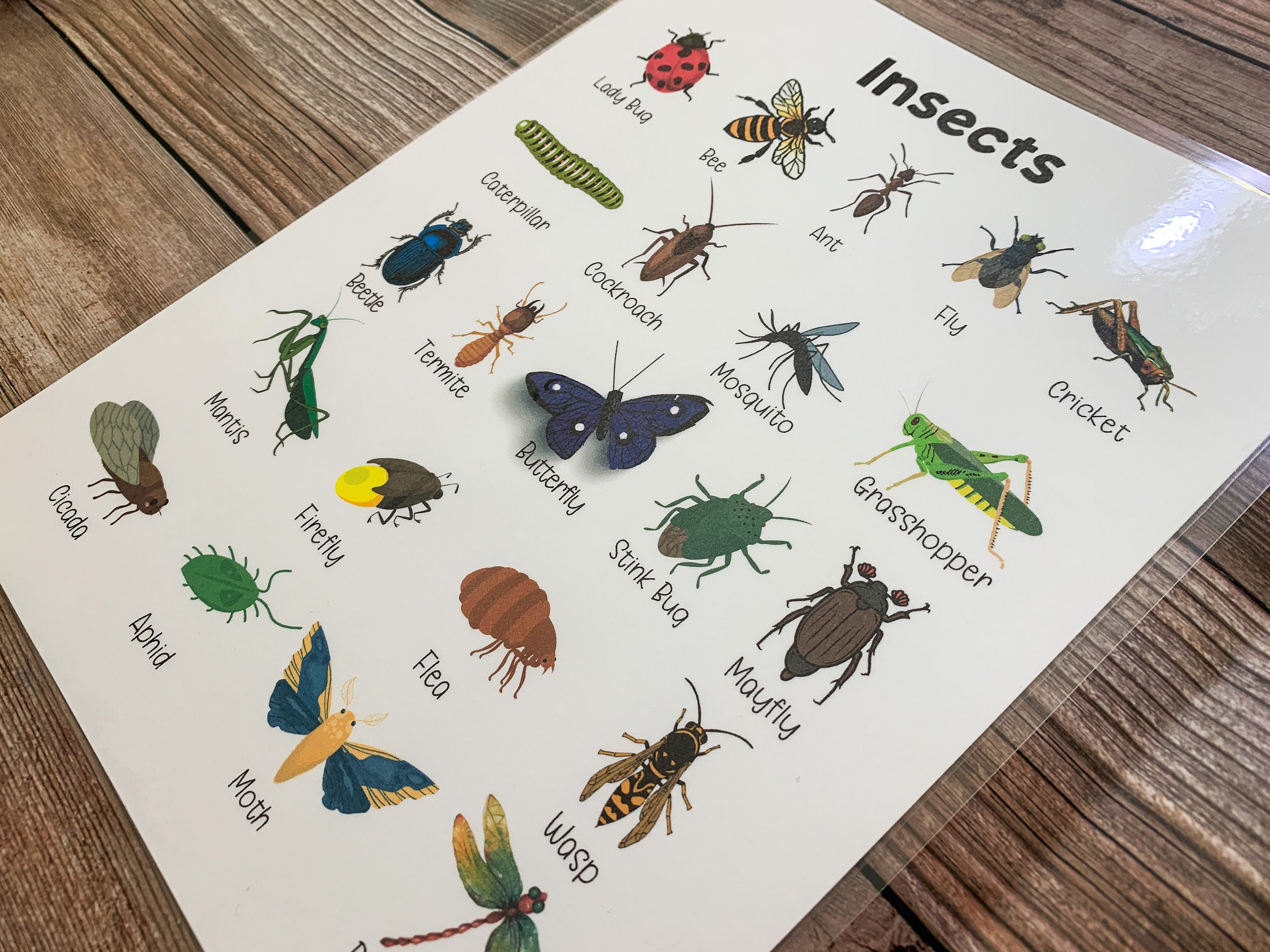 Insectos, Educación en casa imprimible, Cartel de insectos, Preescolar ...