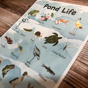 Pond Life Poster, Pond Creatures, Classroom Decor, Pond Animals, Plants ...