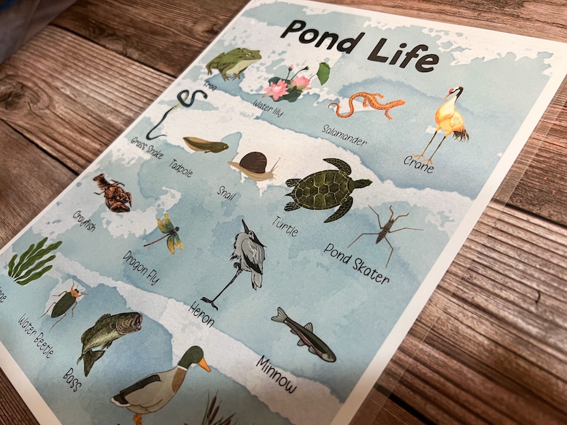 Pond Life Poster, Pond Creatures, Classroom Decor, Pond Animals, Plants ...