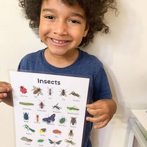 Insects, Homeschool Printable, Bugs Poster, Preschool, Classroom Decor ...