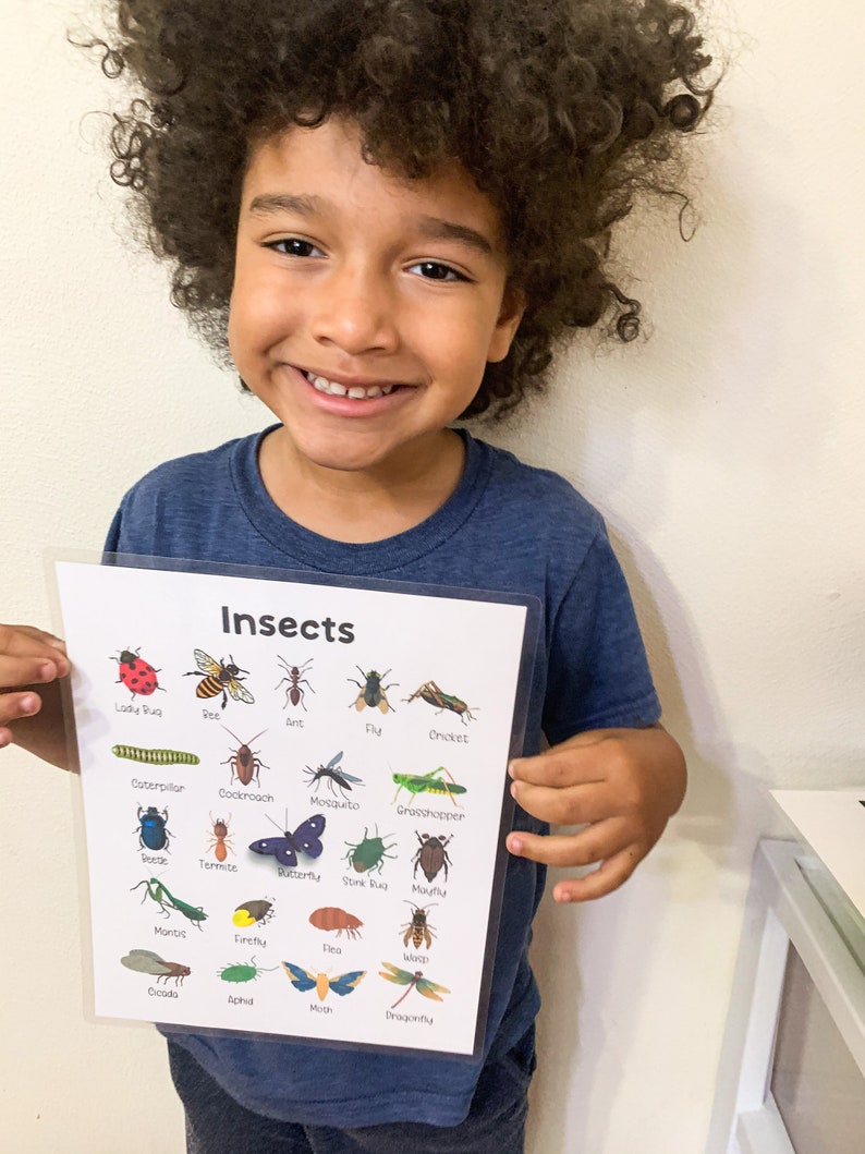 Insectos, Educación en casa imprimible, Cartel de insectos, Preescolar ...