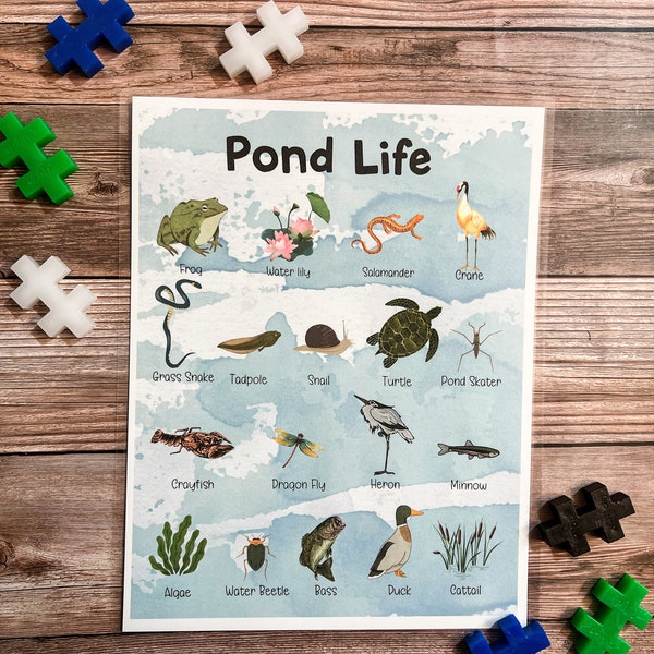 Pond - Etsy