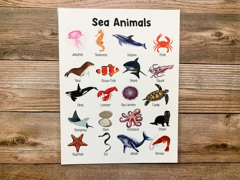 Sea Animals, Classroom Decor, Science, Homeschool Printable, Montessori ...