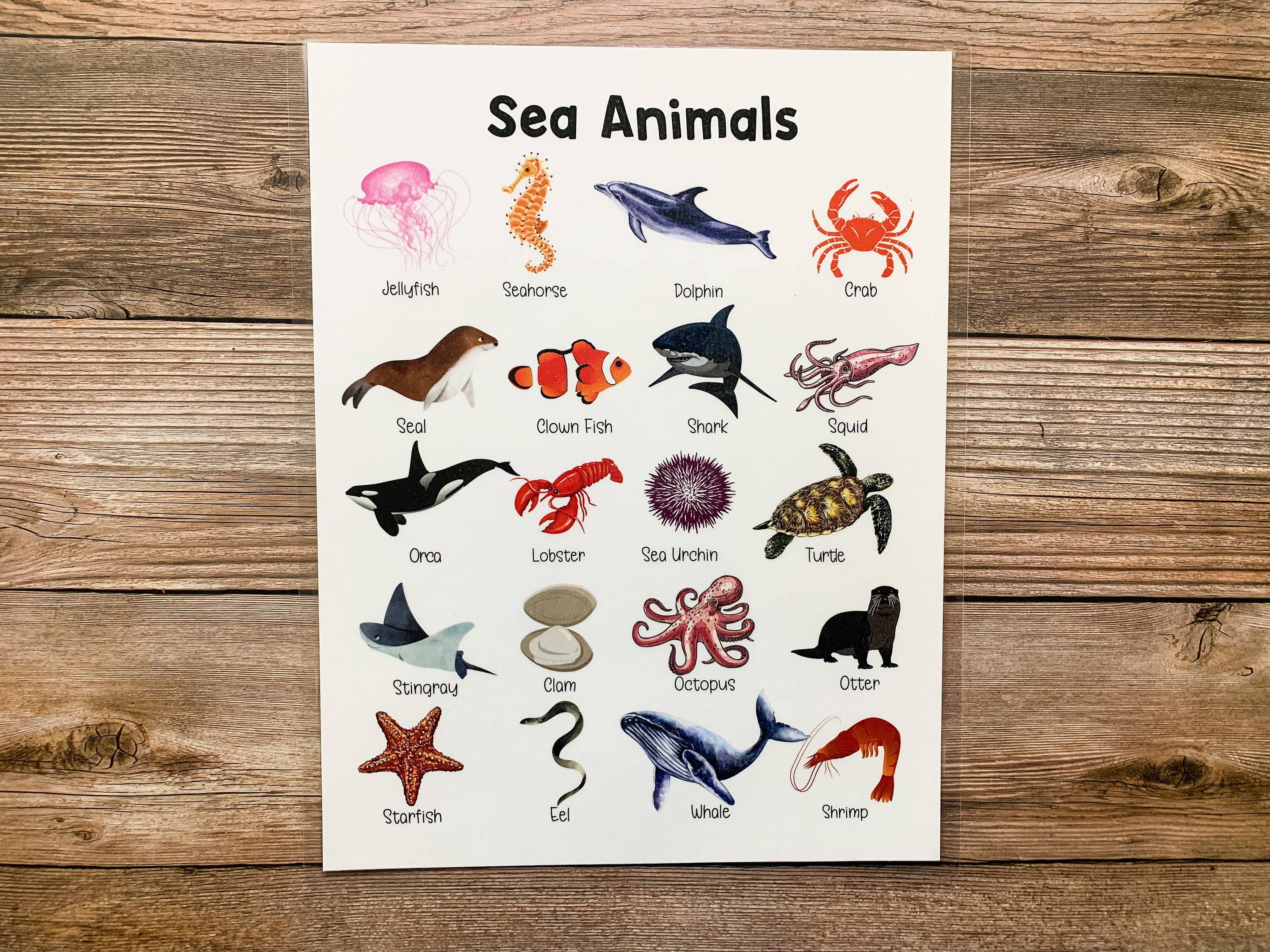 Sea Animal Poster, Ocean Animals, Science, Homeschool Resource ...