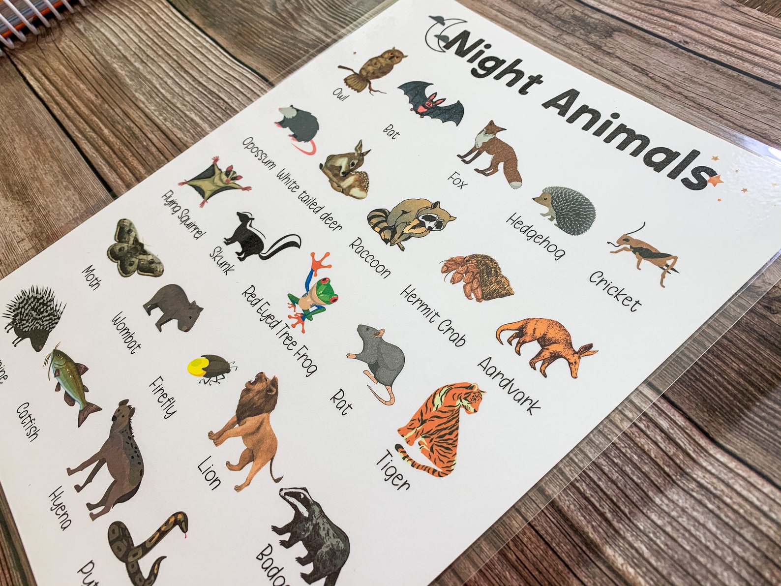 Cartel de animales nocturnos, animales nocturnos, ciencia, educación en ...