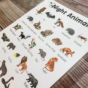 Nocturnal Animal Poster, Night Animals, Science, Homeschool Printable ...