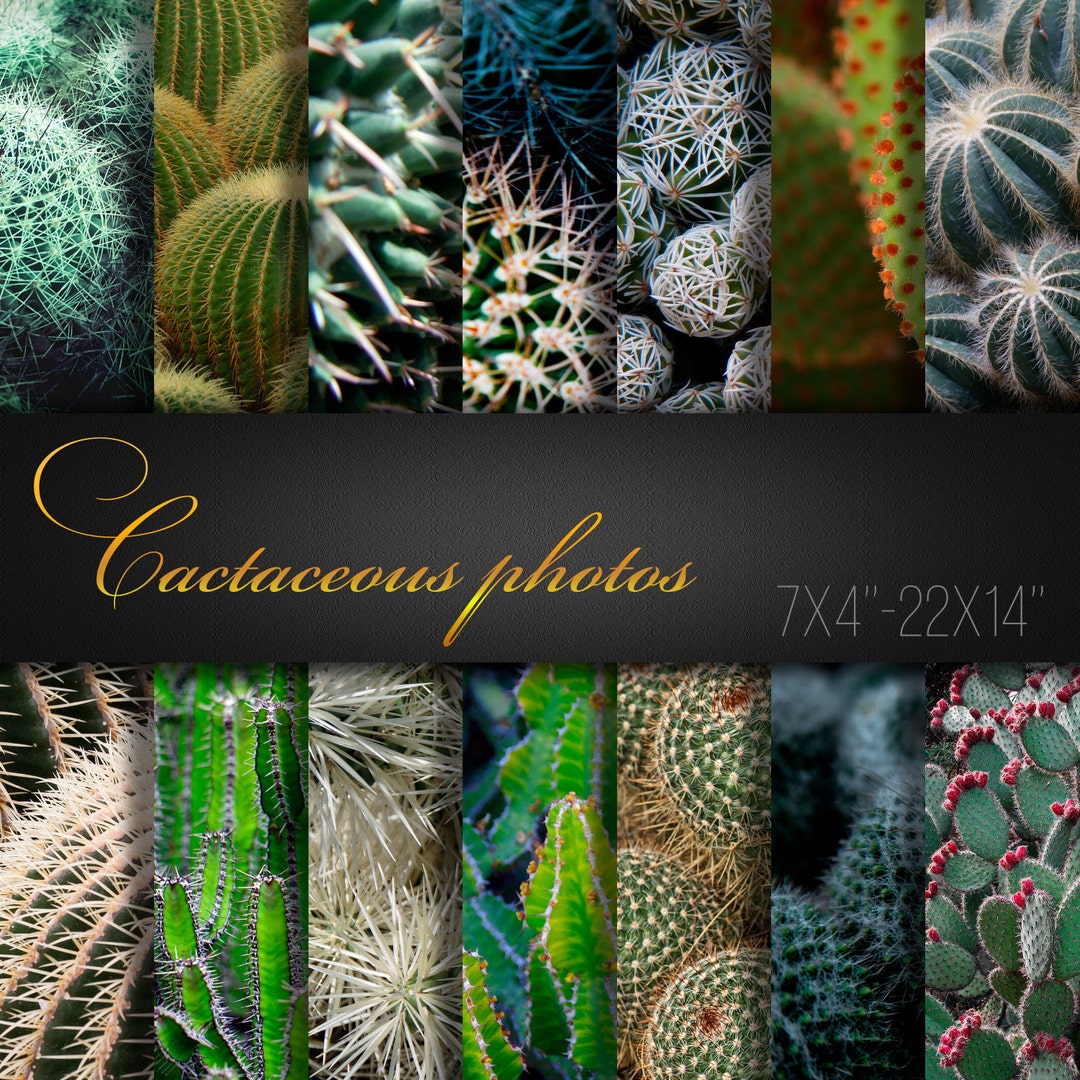 Cactaceous Photos / Cactus Digital Paper / Cactus / Cacti / Cacti in ...