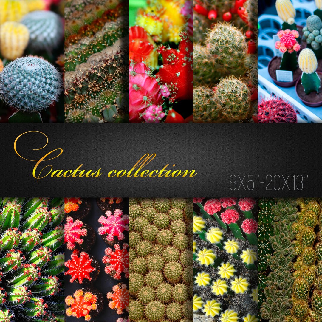 Cactus Collection / Cactus Digital Paper / Cactus Flower / Needes ...