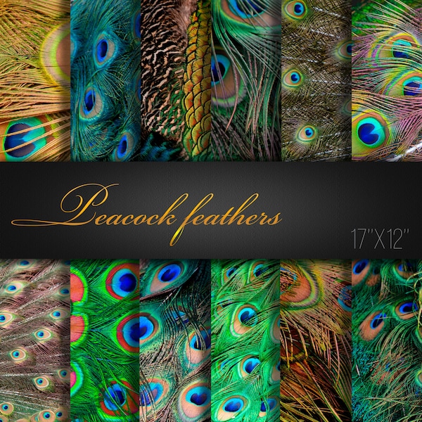Peacock Wall Paper - Etsy