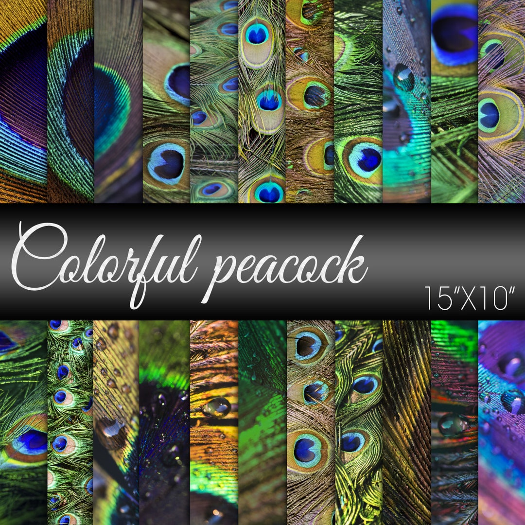 Colorful Peacock, Feather Digital Paper, Peacock Feathers, Feather ...