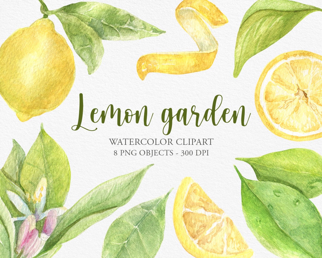 Watercolor Lemon Clipart, Summer Watercolor Clipart, Hand Painted ...