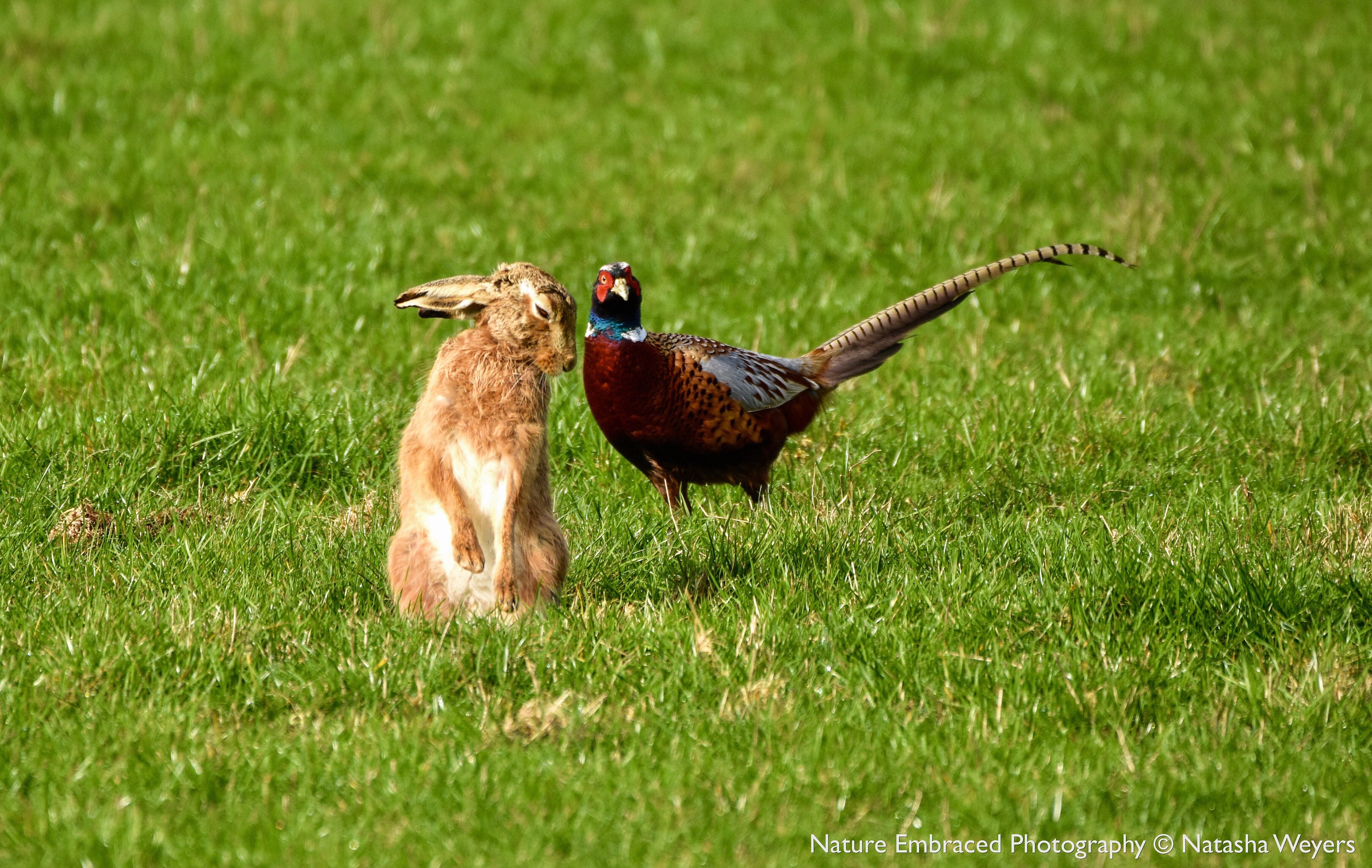 The Hare & the Pheasant - Etsy