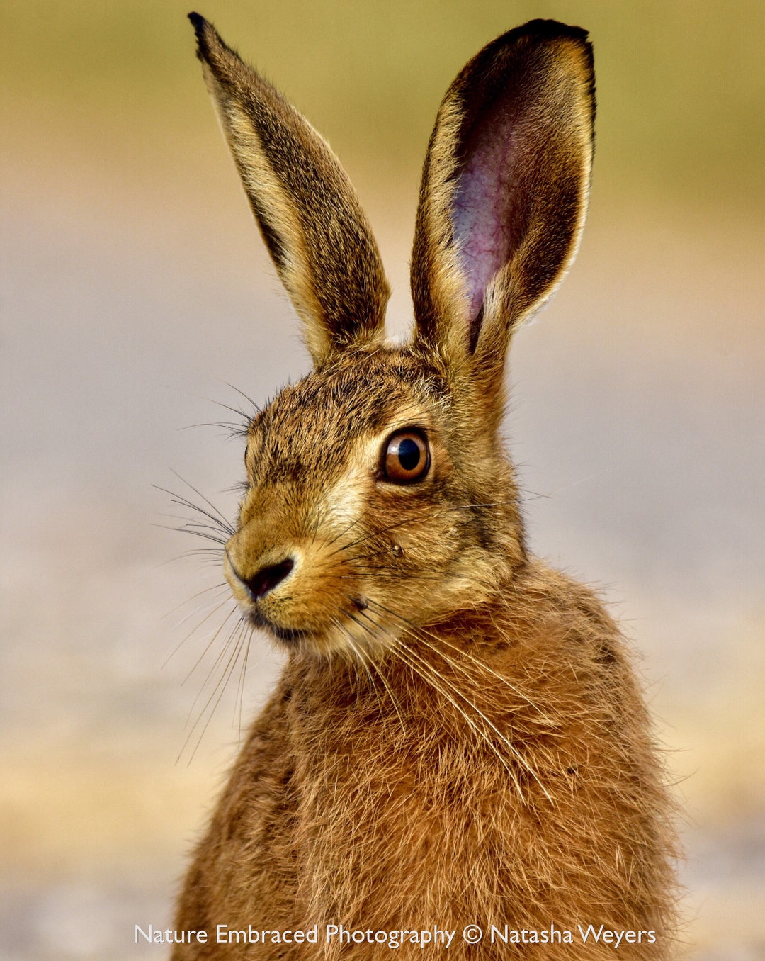 Portrait of a Young Hare - Etsy