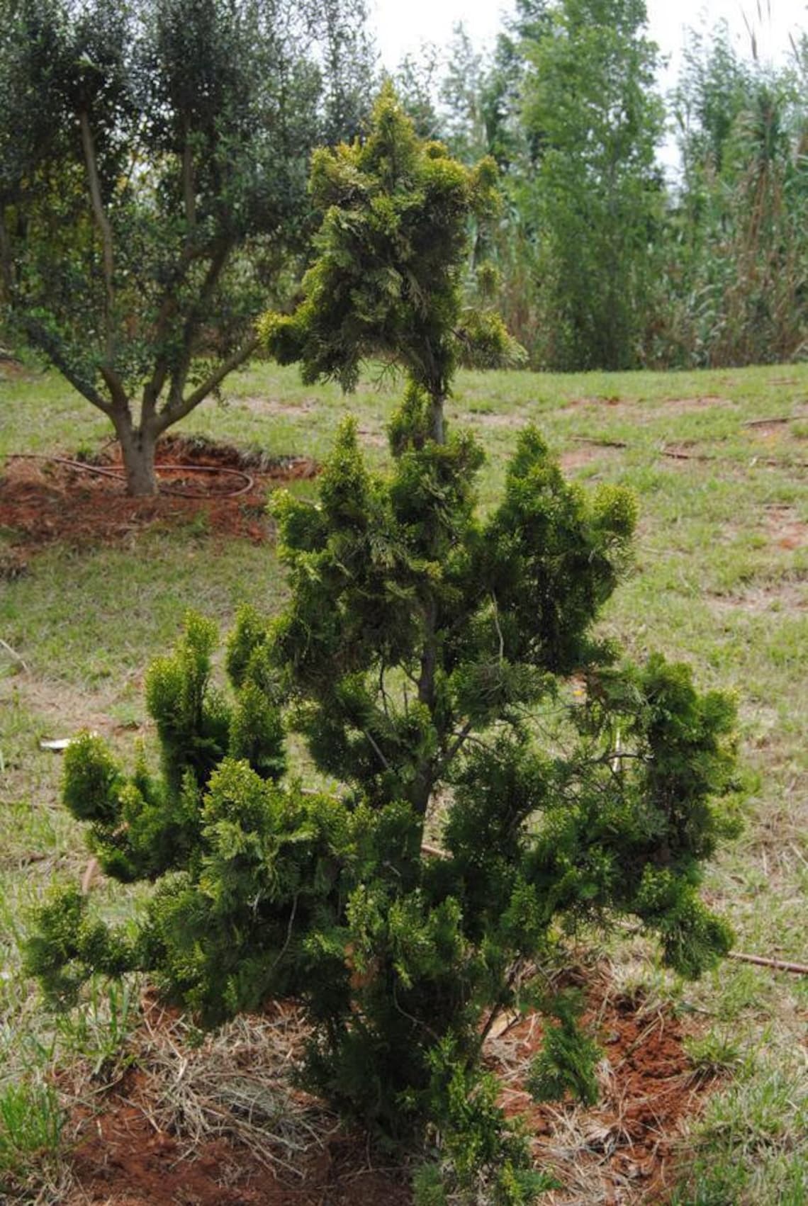 Moroccan Elegant Hand Carved Thuya Wood Bowl Handmade Pebble | Etsy UK