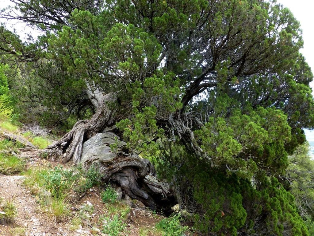 Moroccan Elegant Hand Carved Thuya Wood Bowl Handmade Pebble | Etsy UK