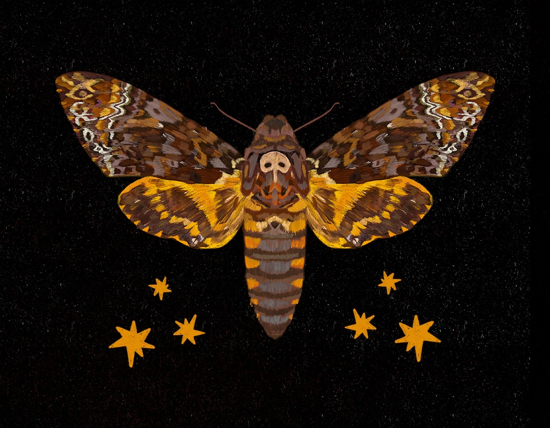 Death's-head Hawk Moth Illustration Print - Etsy