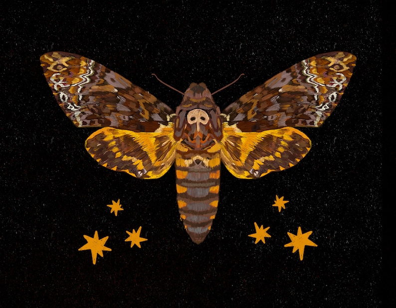 Death's-head Hawk Moth Illustration Print - Etsy