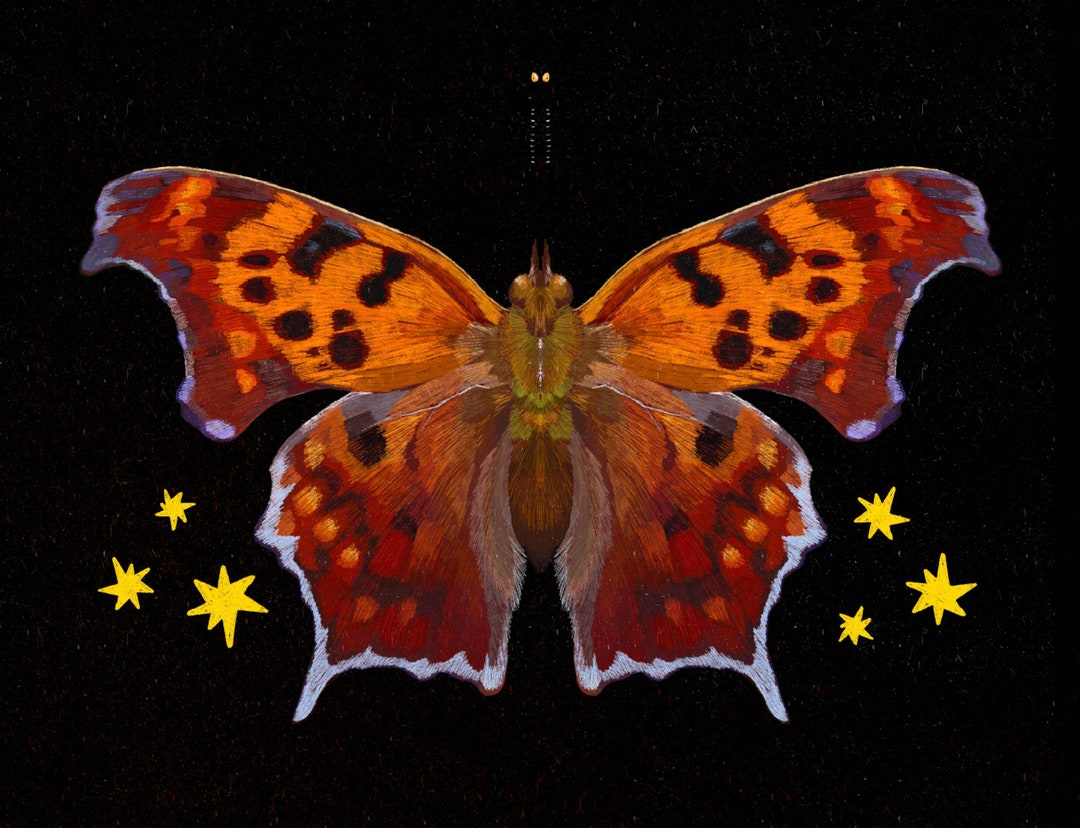 Comma Butterfly Illustration Print - Etsy