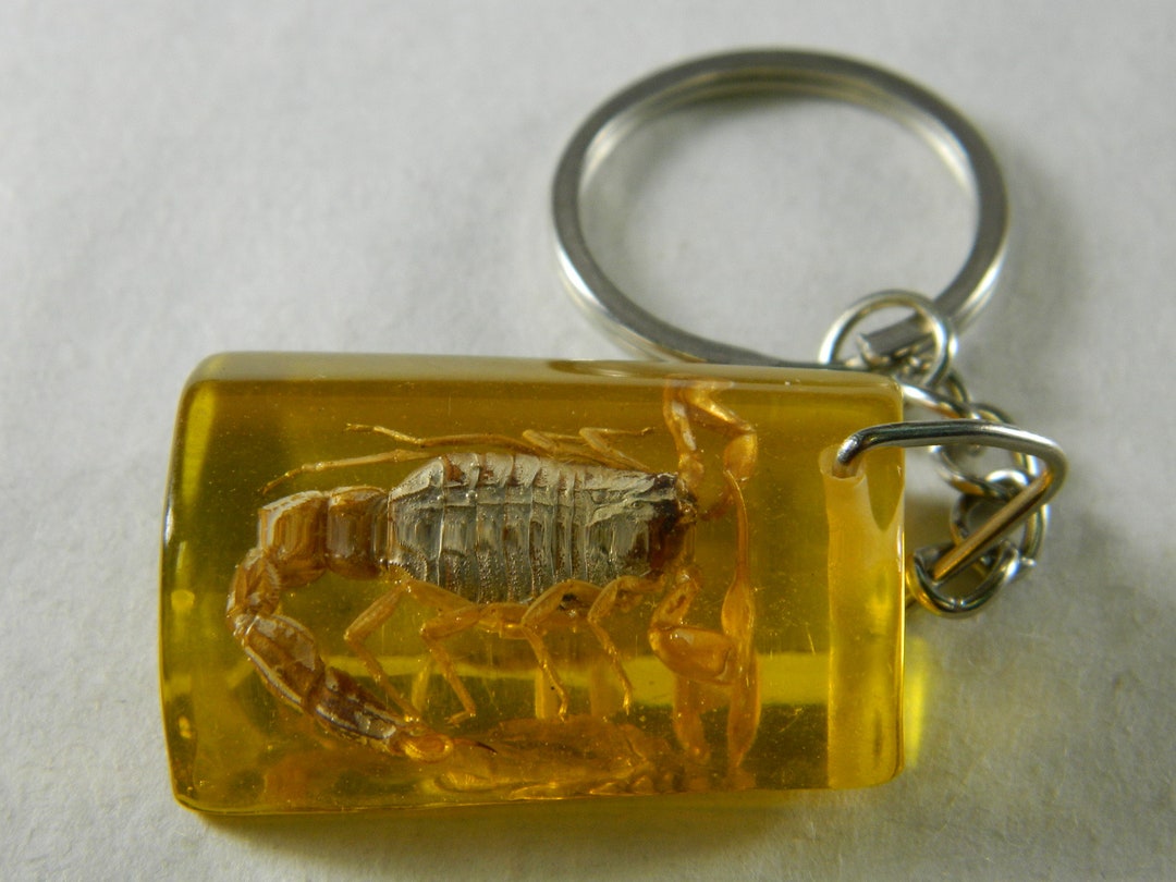 Real Scorpion Keyring - Yellow Resin Insect Keychain - Etsy