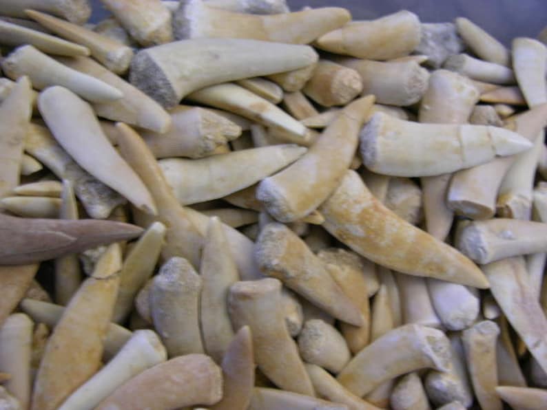 Saber Toothed Herring Fossil Teeth Enchodus Cretaceous Africa - Etsy