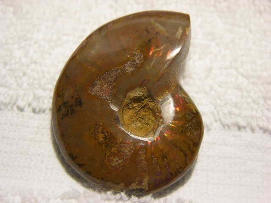 Ammonite Fossil Polished Showing Suture Lines and Fire 2x1.5 Inch Lih74 ...