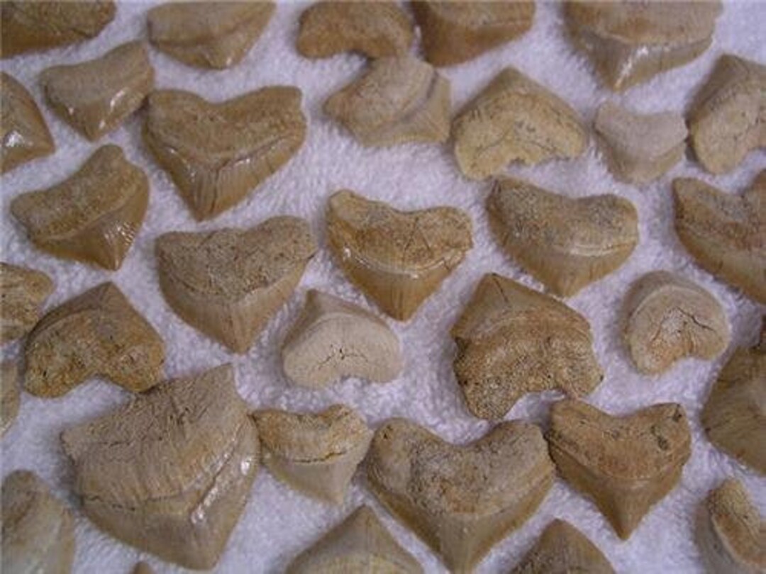 Shark Teeth Fossils Corax Pristodontus Lot of 10 Teeth - Etsy