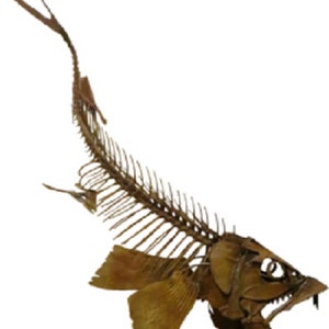 Saber Toothed Herring Fossil Teeth Enchodus Cretaceous Africa 15 Teeth ...