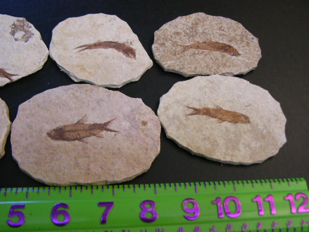 Knightia Fossil Fish Plate Eocene Wyoming USA 1 Fish Fossil Plate per ...