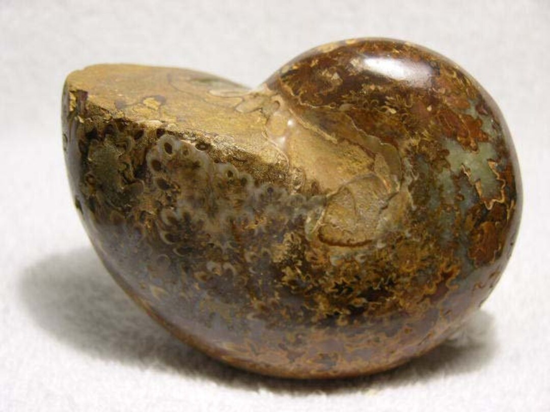 Ammonite Fossil Polished Showing Suture Lines 4 1/2+ Inch Lif94 - Etsy