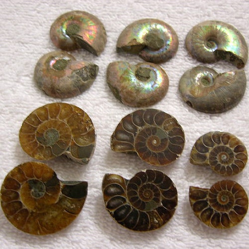 Raw Ammonite Ammolite Fossil Rainbow Iridescent Opalized | Etsy