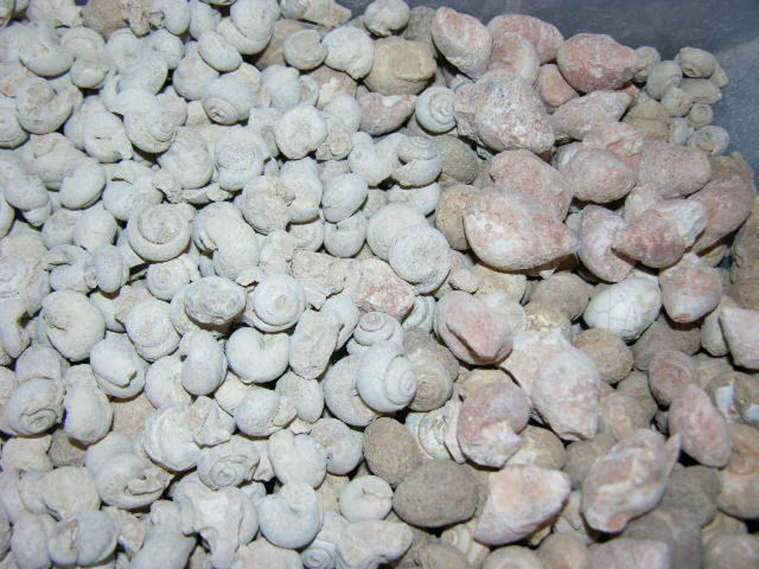 Gastropod Snail Fossils Creataous Paleozoic Era 1/4-1 Inch 2 Pound Lots ...
