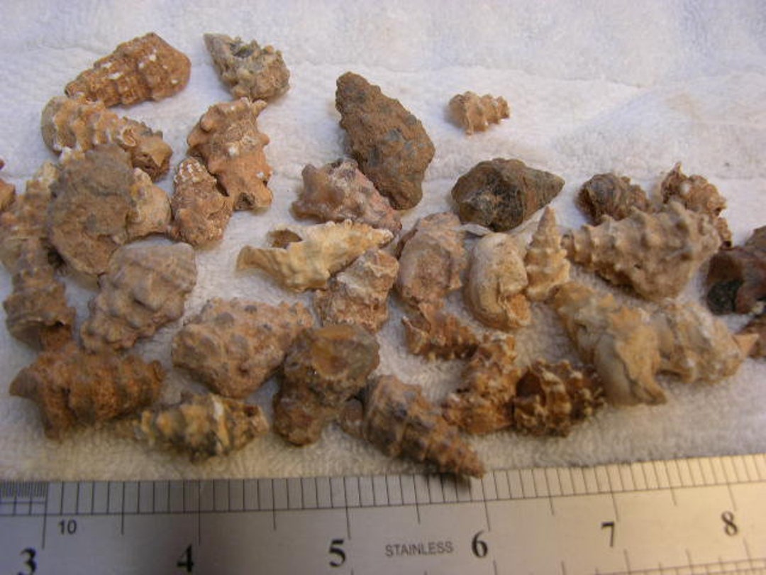 Gastropod Spiny Snail Fossils Rare Cretaceous Paleozoic Era 1/2-1 Inch ...