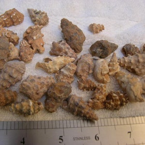 Gastropod Spiny Snail Fossils Rare Cretaceous Paleozoic Era 1/2-1 Inch ...