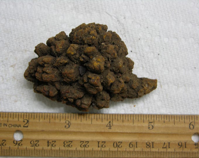 Coprolite Real Fossil Cretaceous Age Dinosaur Dung 3 In. JD71 - Etsy
