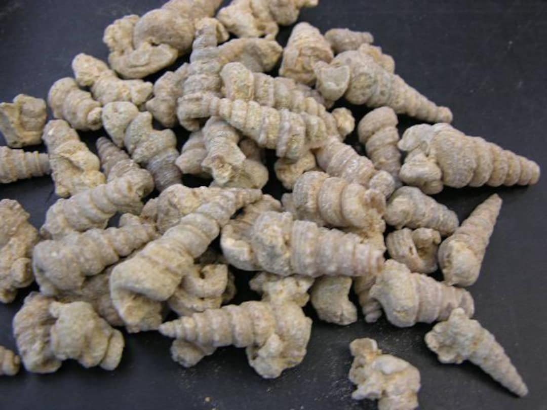 Fossil Gastropod Turritella RARE Sea Snails Marine Mollusks Creataous ...