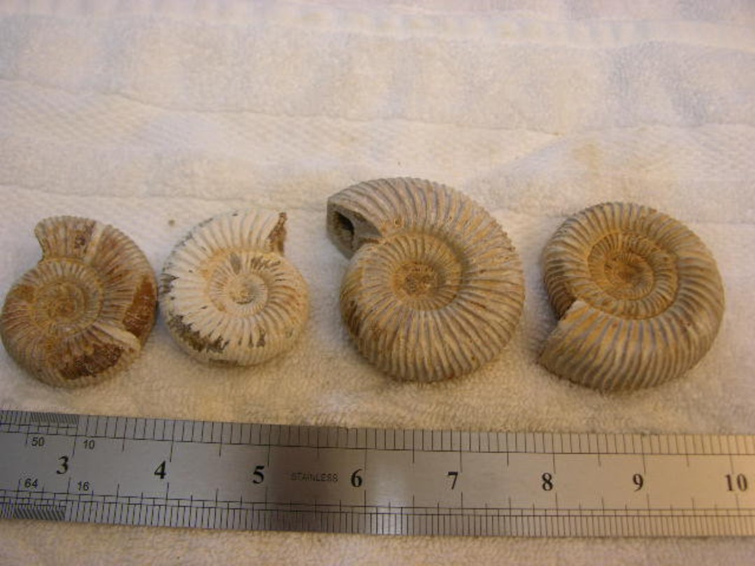Ammonite Fossil RARE White Ribbed Aulacosphinctoides Sakaraha ...