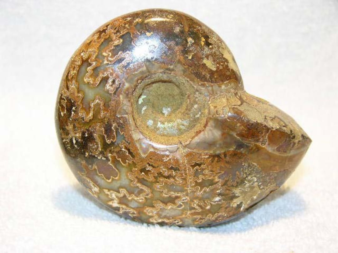 Ammonite Fossil Polished Showing Suture Lines 3 1/2+ Inch Lig1 - Etsy