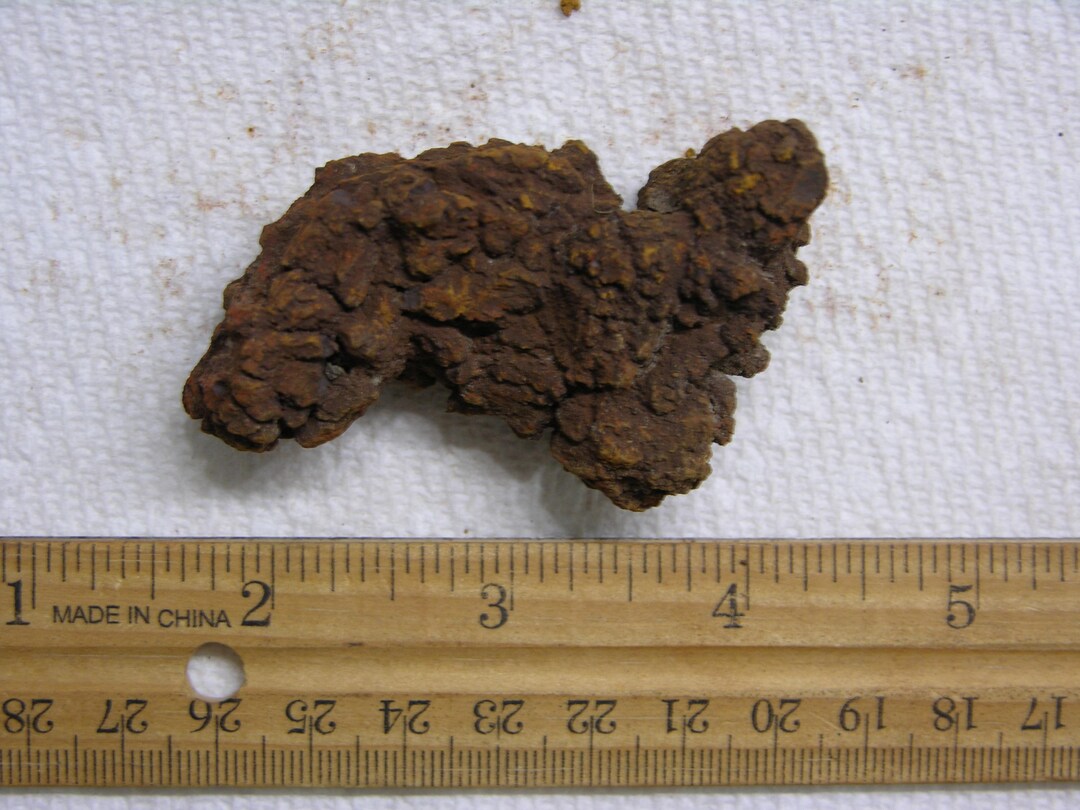 Coprolite Real Fossil Cretaceous Age Dinosaur Dung 2.5 In. JI07 - Etsy