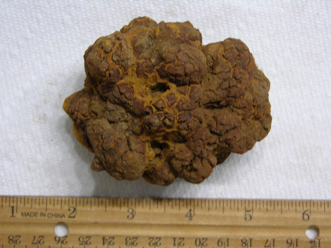 Coprolite Real Fossil Cretaceous Age Dinosaur Dung 3 In. JD95 - Etsy