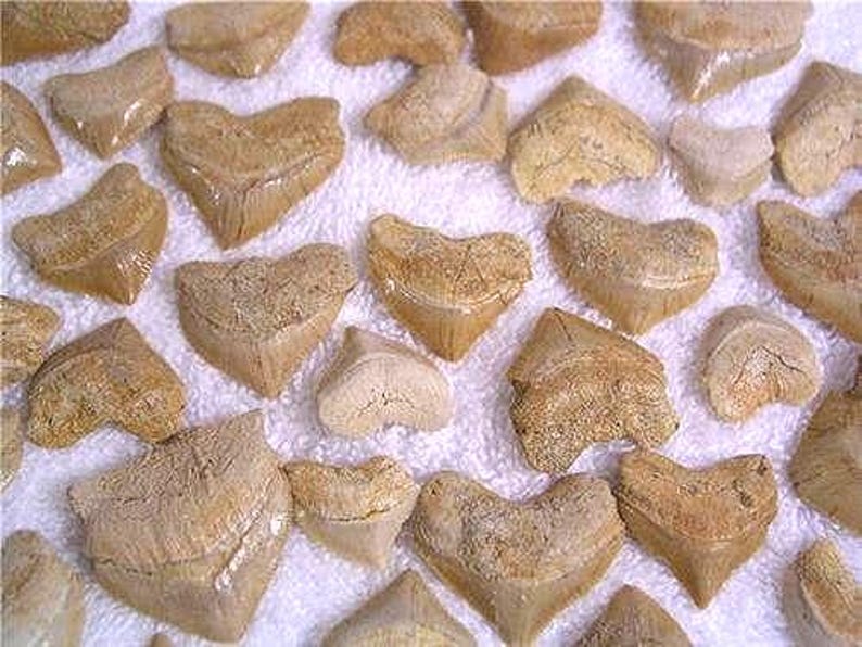 Shark Teeth Fossils Cretaceous Shark Known as the Squali Corax ...