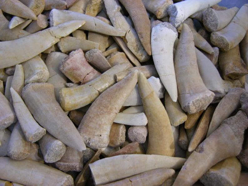 Saber Toothed Herring Fossil Teeth Enchodus Cretaceous Africa 15 Teeth ...