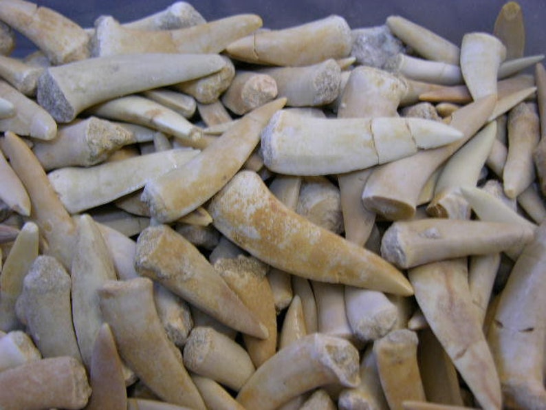 Saber Toothed Herring Fossil Teeth Enchodus Cretaceous Africa 15 Teeth ...