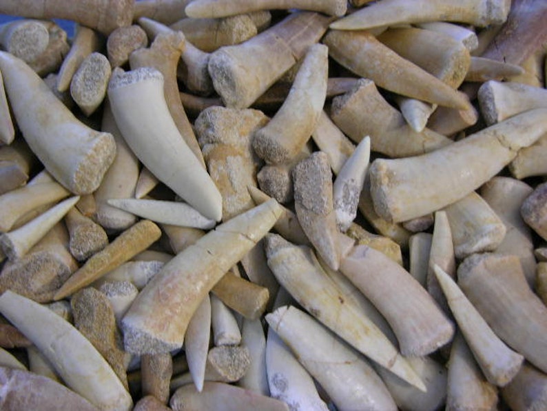 Saber Toothed Herring Fossil Teeth Enchodus Cretaceous Africa - Etsy