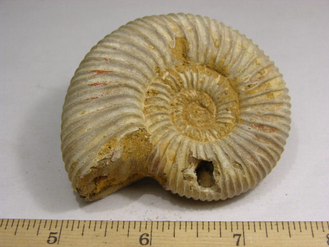 Ammonite Fossil RARE White Ribbed Aulacosphinctoides Sakaraha ...